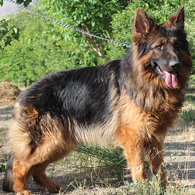 %d8%b3%da%af-%da%98%d8%b1%d9%85%d9%86-%d8%b4%d9%be%d8%b1%d8%af-%d9%87 ...